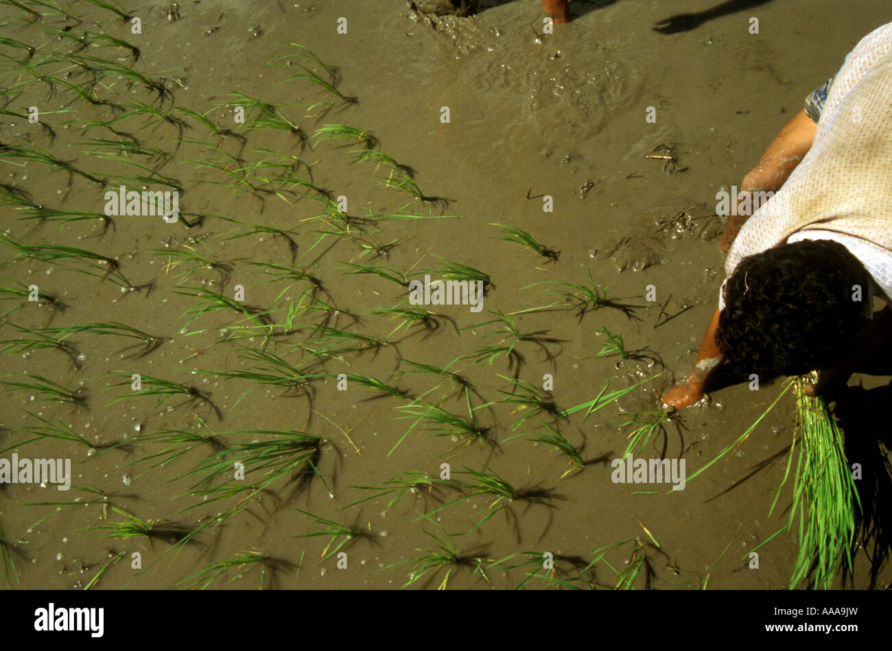 Floodplain rice hi-res stock photography and images - Alamy