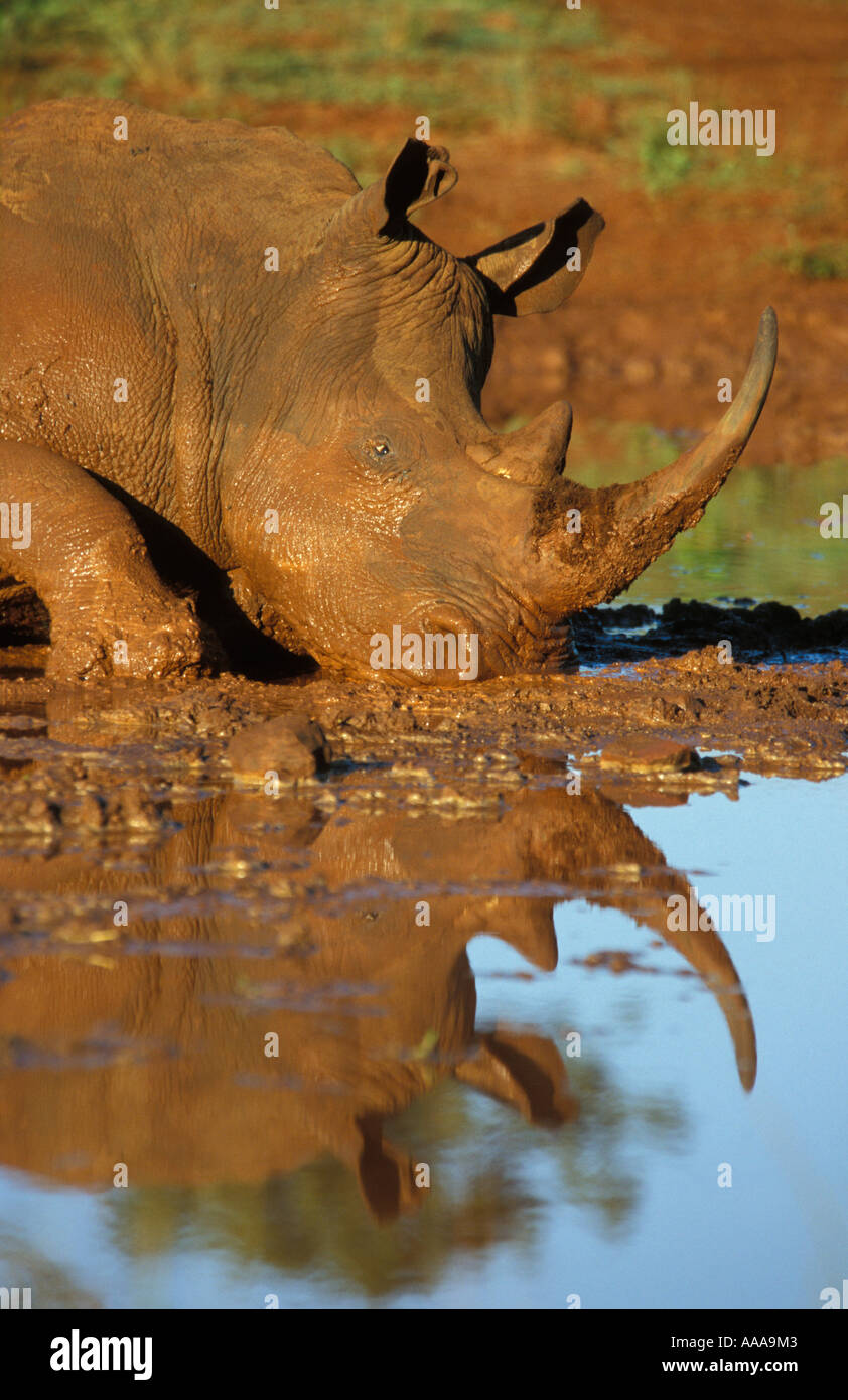 White Rhino taking a mud bath Stock Photo - Alamy