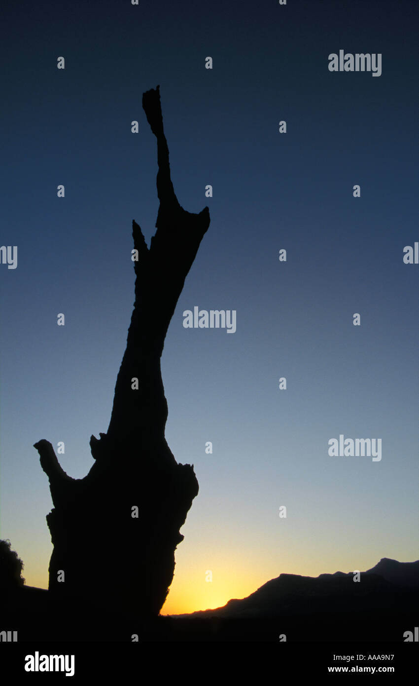 Burned tree, struck by lightning, South Africa Stock Photo - Alamy