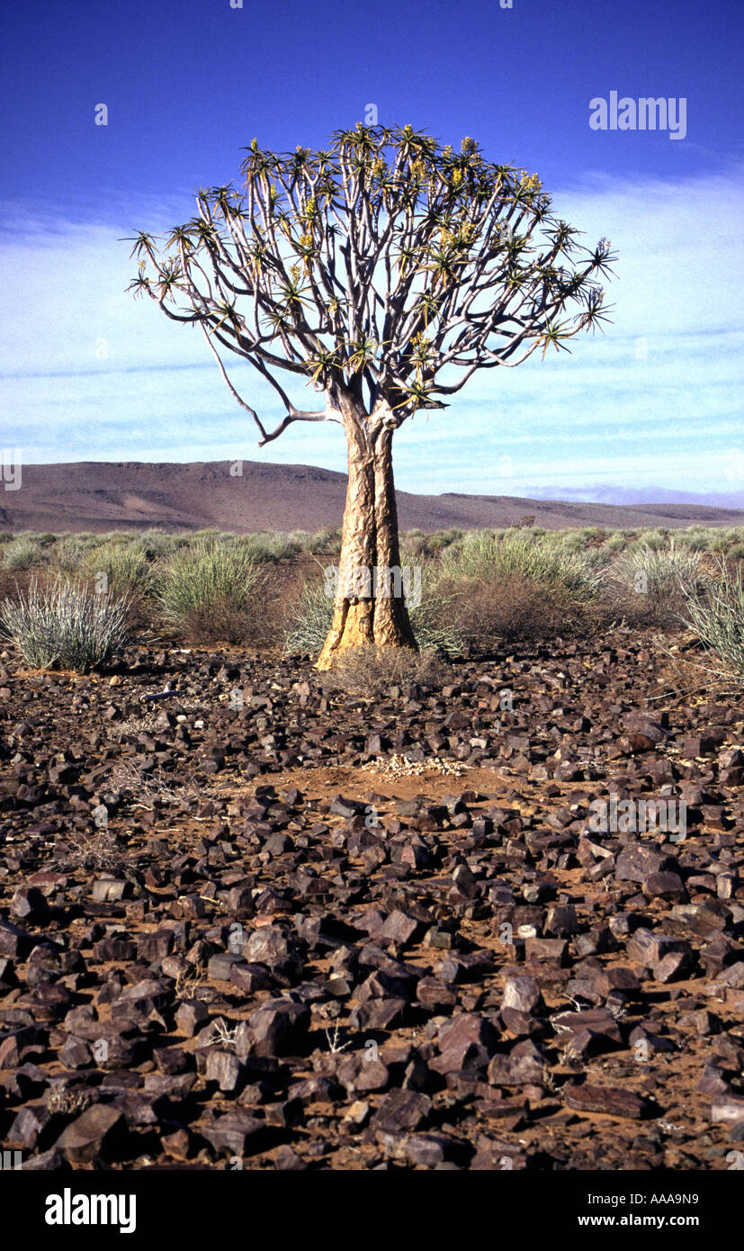 Quiver tree in namibia hi-res stock photography and images - Alamy