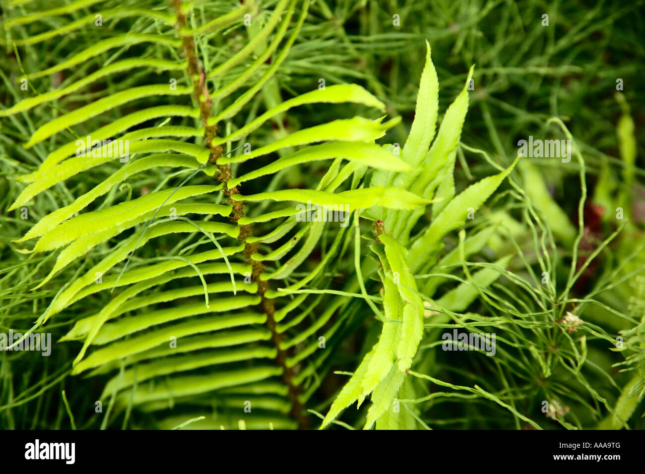 Fern stalks hi-res stock photography and images - Alamy