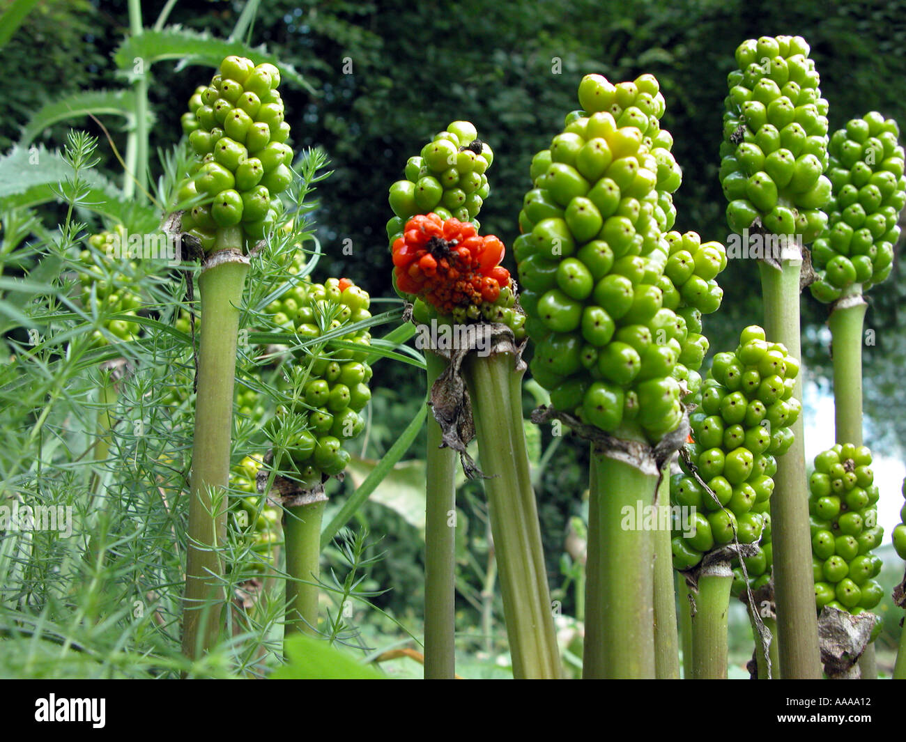 ARACEAE Arum Maculatum L Aron Aronstab Geophyt subatl smed hygromorph ...
