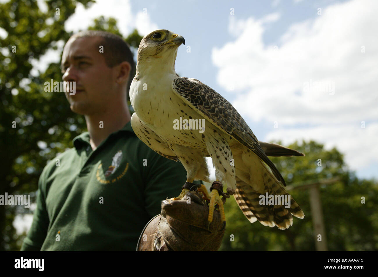 Falconry demonsration at the British School of Falconry Stock Photo - Alamy