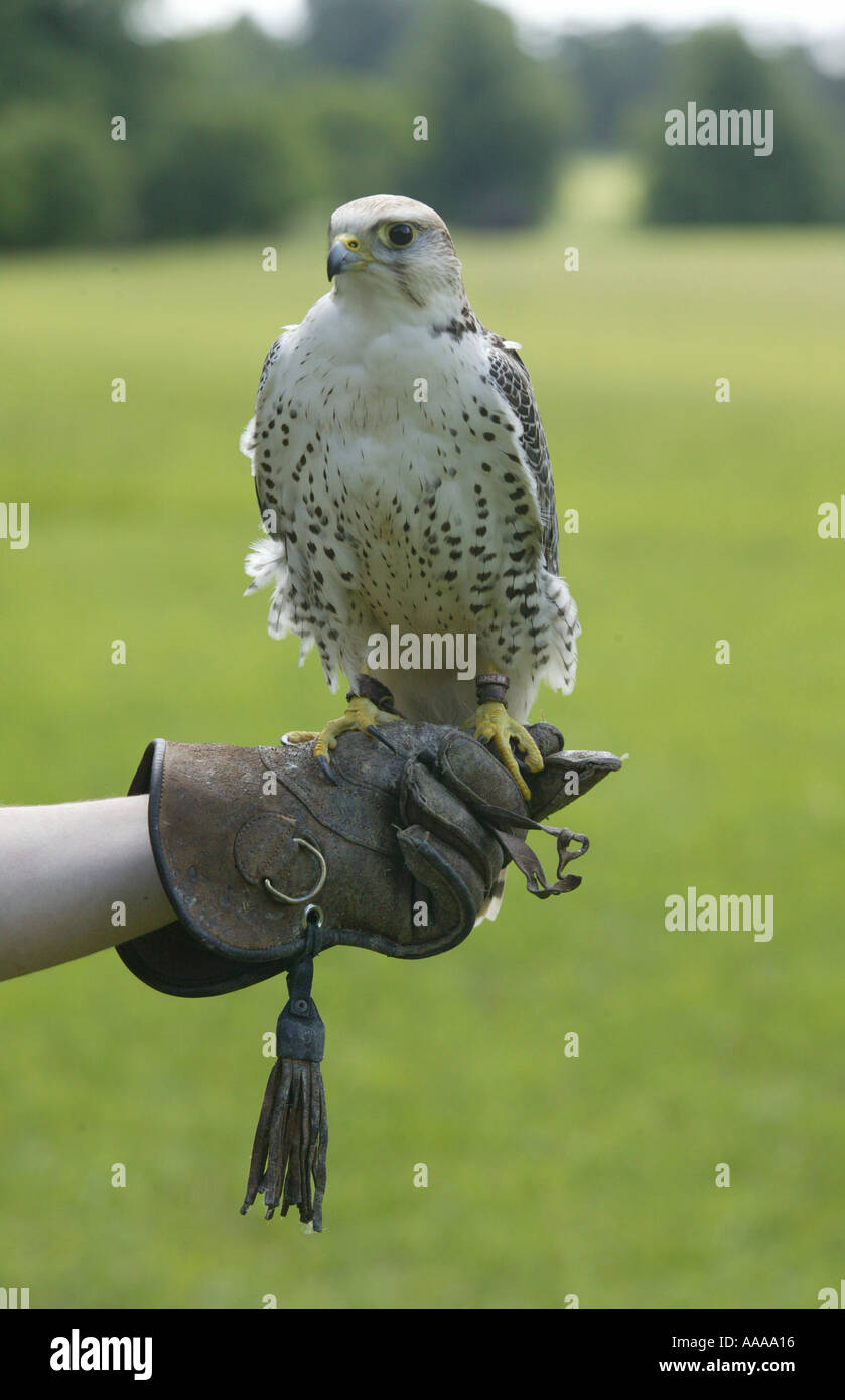 Falconry demonsration at the British School of Falconry Stock Photo - Alamy
