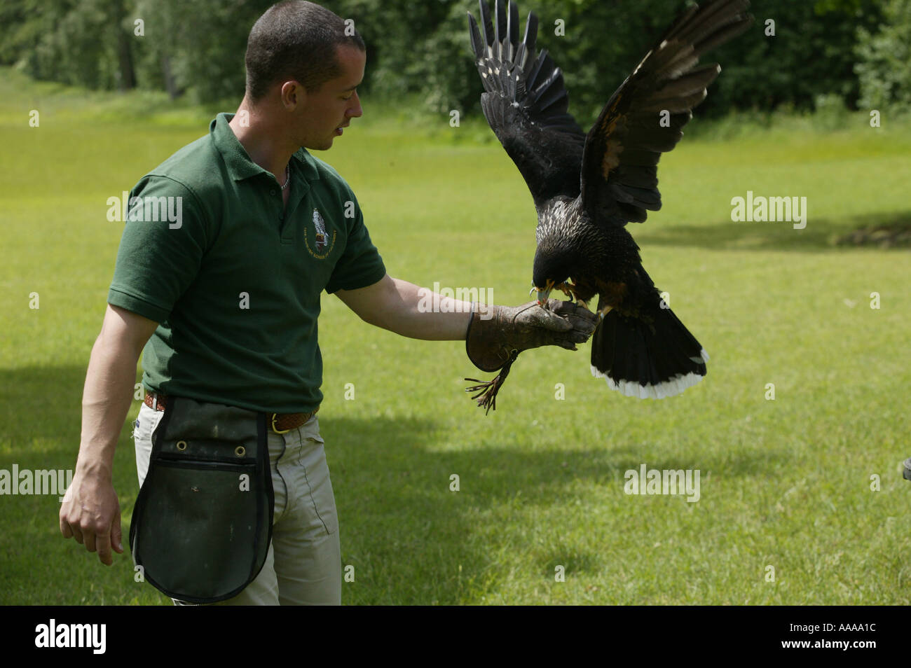 Falconry demonsration at the British School of Falconry A Caracara ...