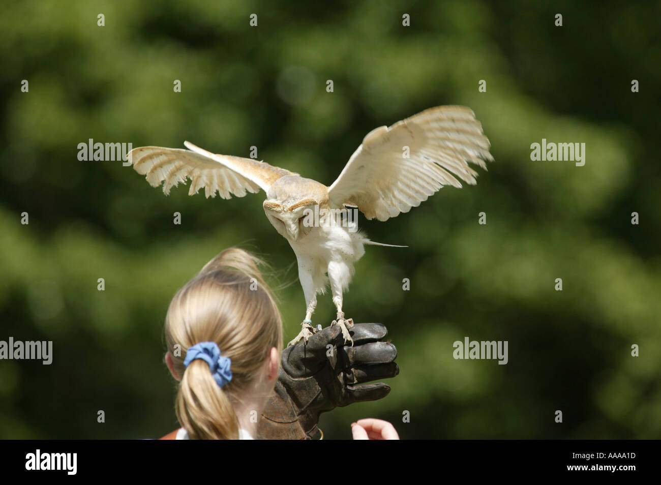 Falconry demonsration at the British School of Falconry Stock Photo - Alamy