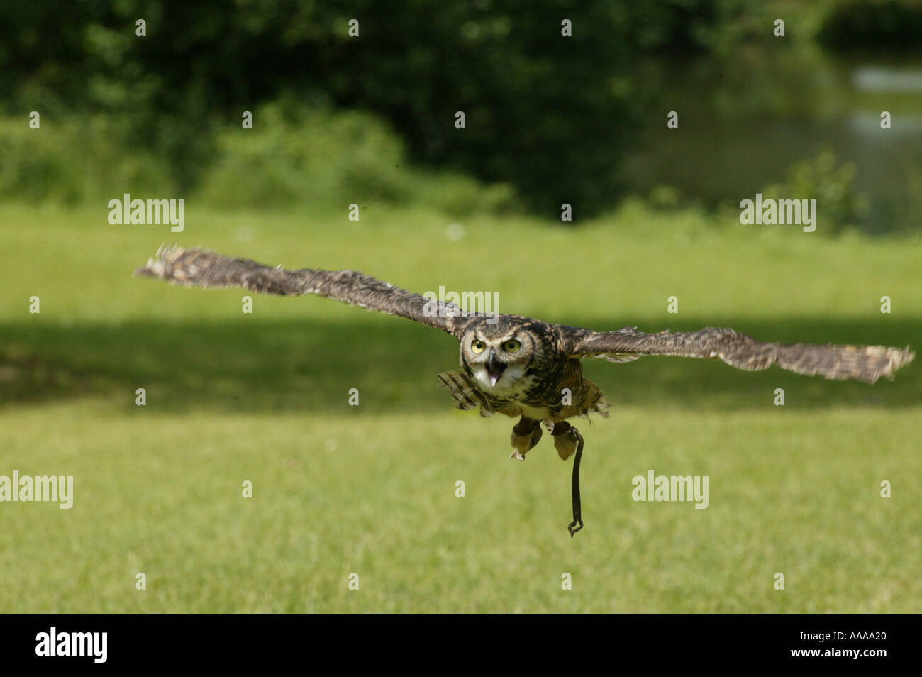 Falconry demonsration at the British School of Falconry Stock Photo - Alamy