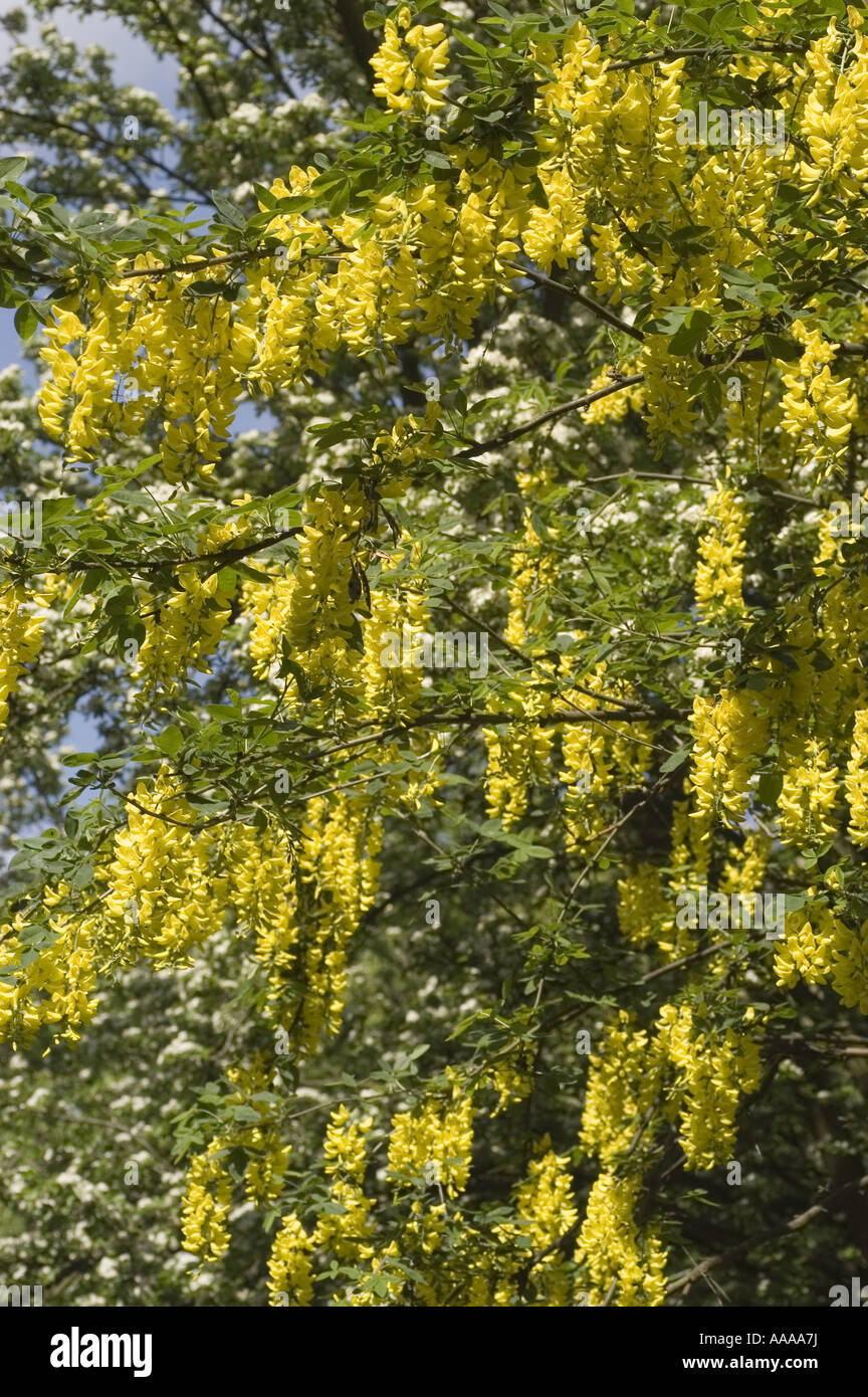 Yellow spring flowers of Common Laburnum - Laburnum anagyroides Stock ...