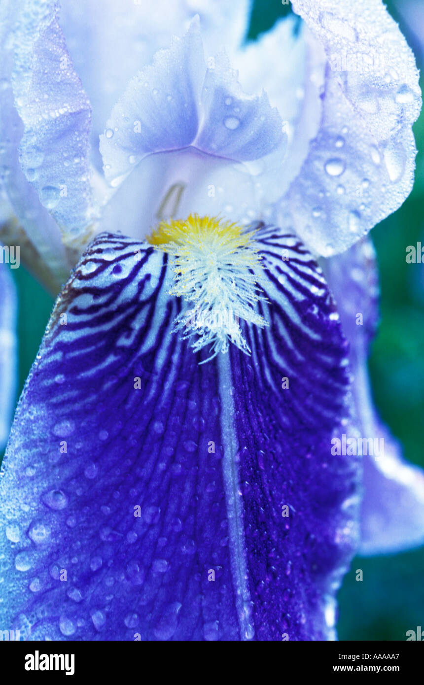 Iris lily hi-res stock photography and images - Alamy