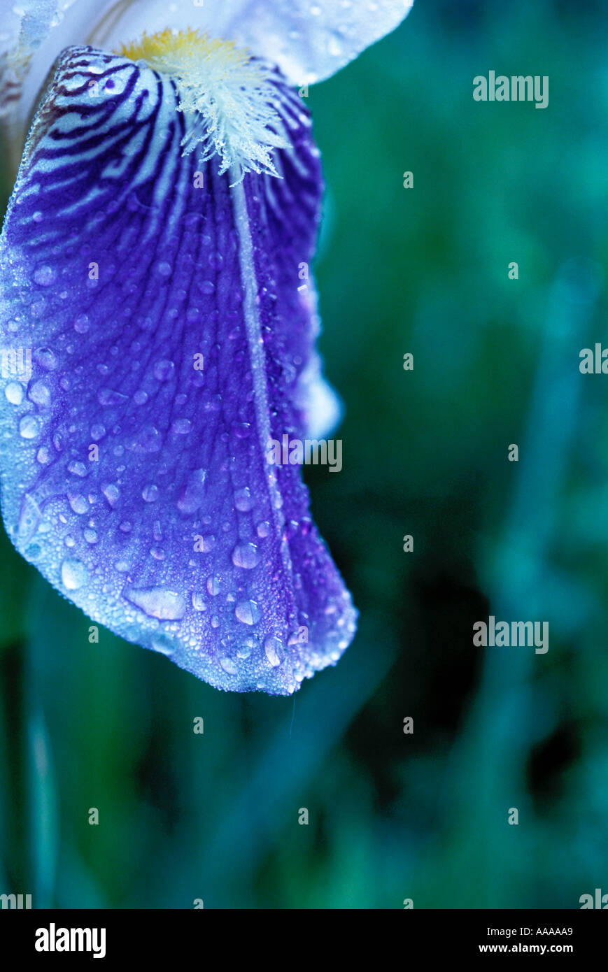 Iris lily hi-res stock photography and images - Alamy