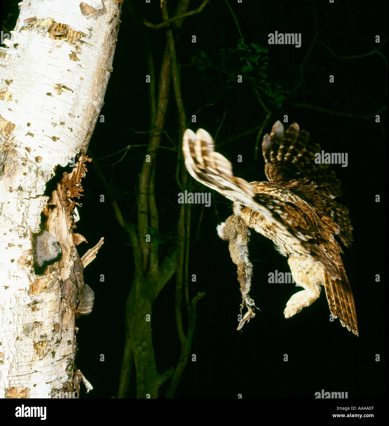 Strixo hi-res stock photography and images - Alamy