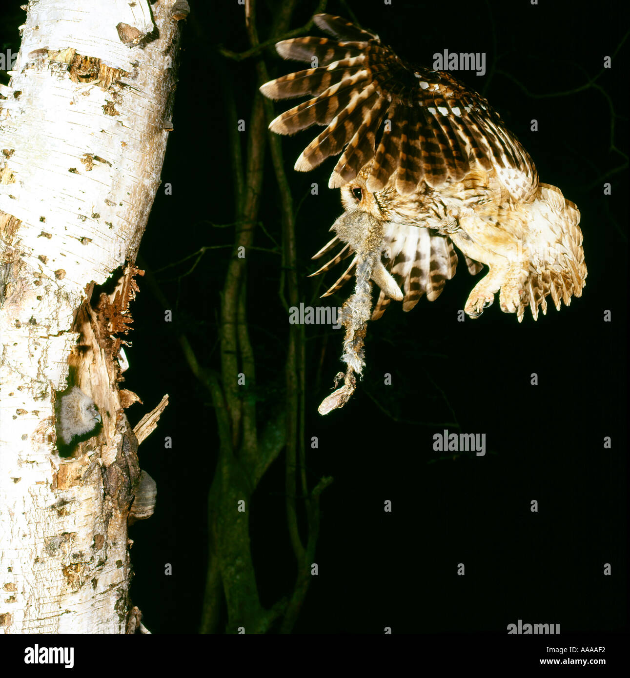 Strixo hi-res stock photography and images - Alamy