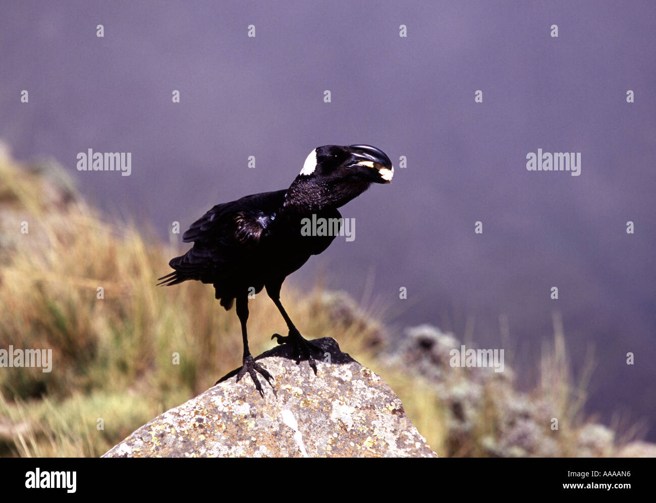 Thick Billed Raven in the Simien Mountains National Park in Ethiopia ...