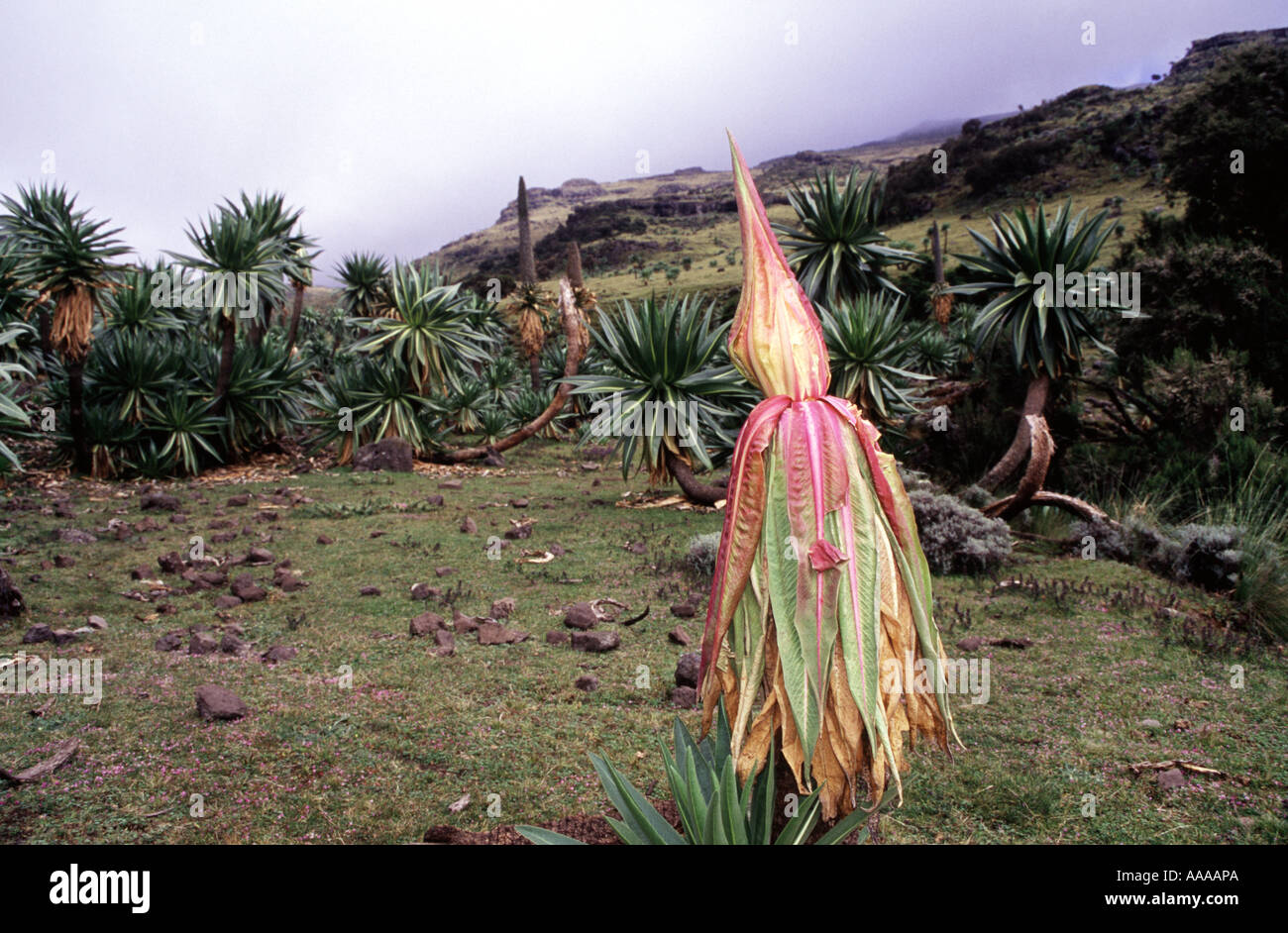 Flowering giant lobelia in the Simien Mountains National Park, Ethiopia ...