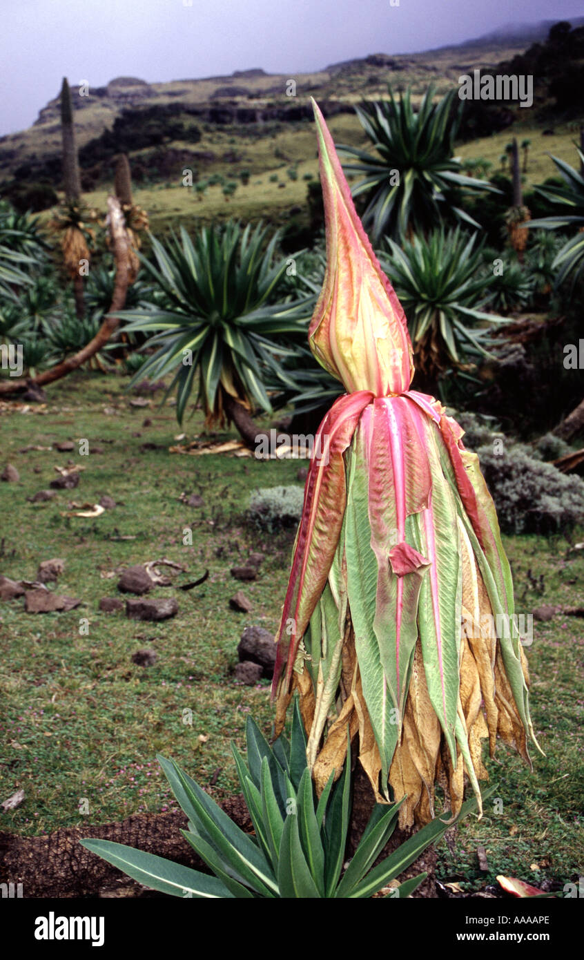 Flowering giant lobelia in the Simien Mountains National Park, Ethiopia ...