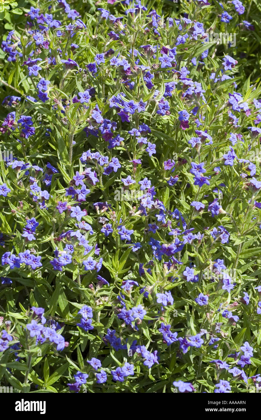 Deep blue flowers of blue gromwell and purple gromwell (Lithospermum ...