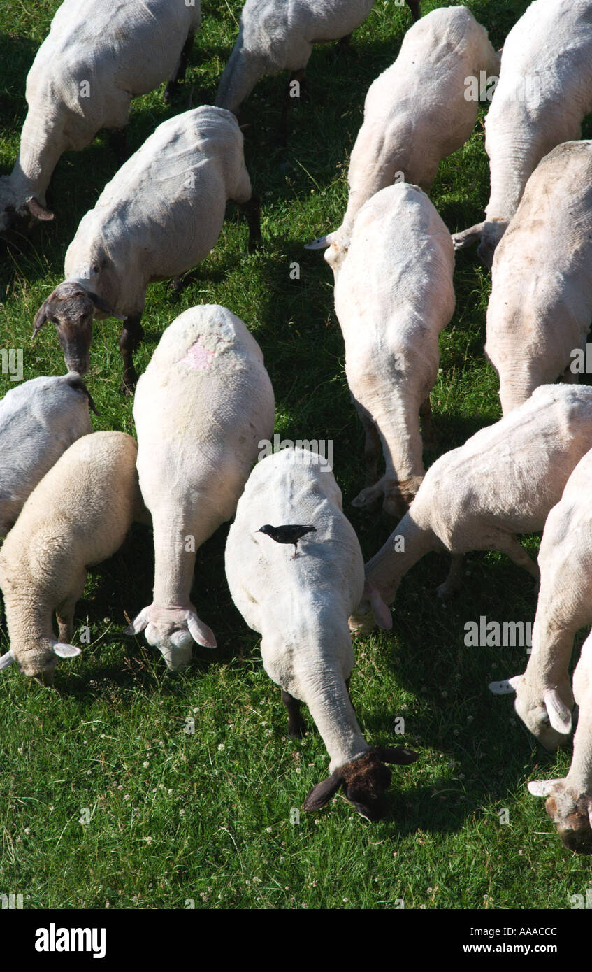 Sheep herd from above hi-res stock photography and images - Alamy