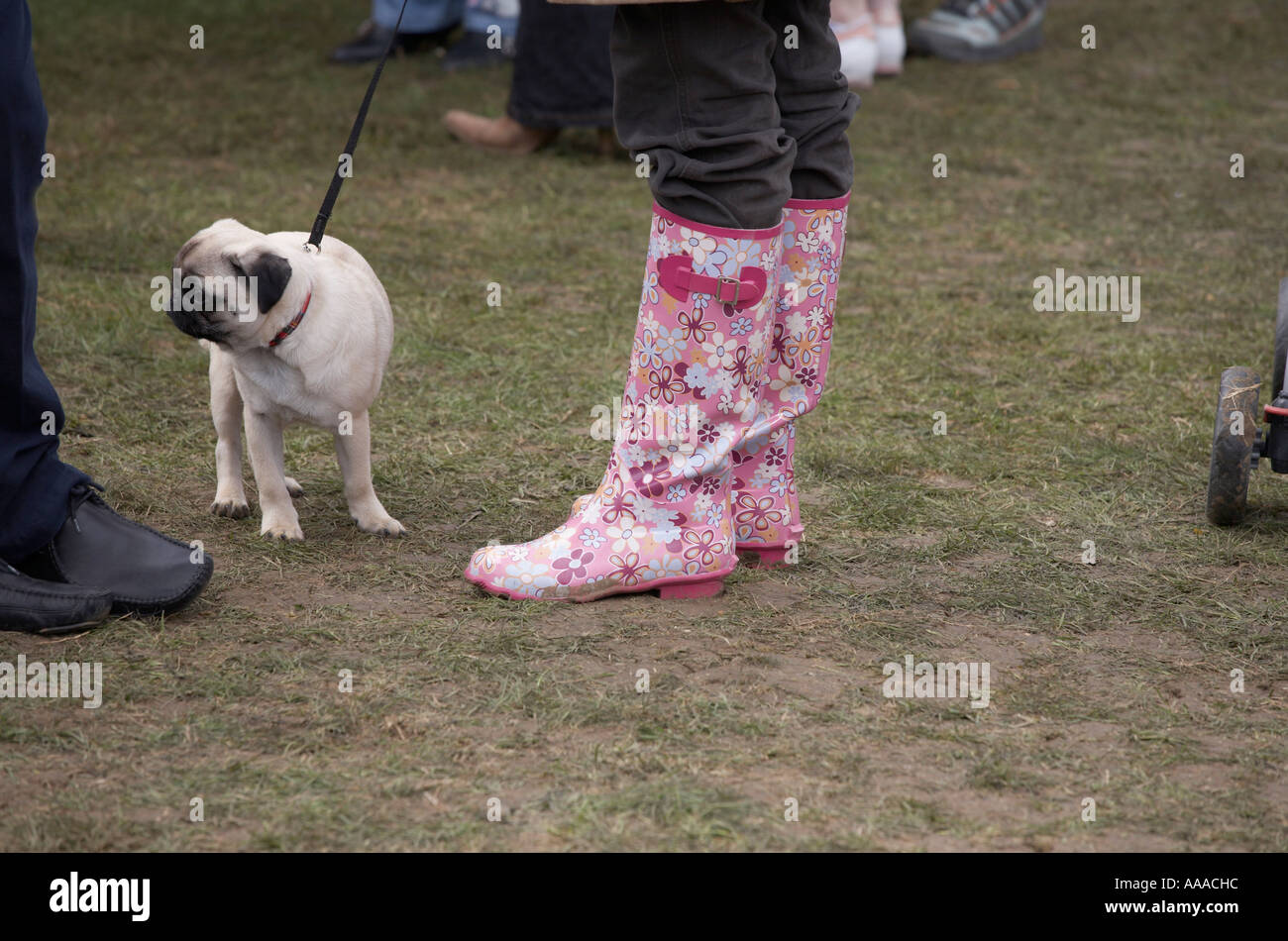 Wellies dog holding lead hi-res stock photography and images - Alamy