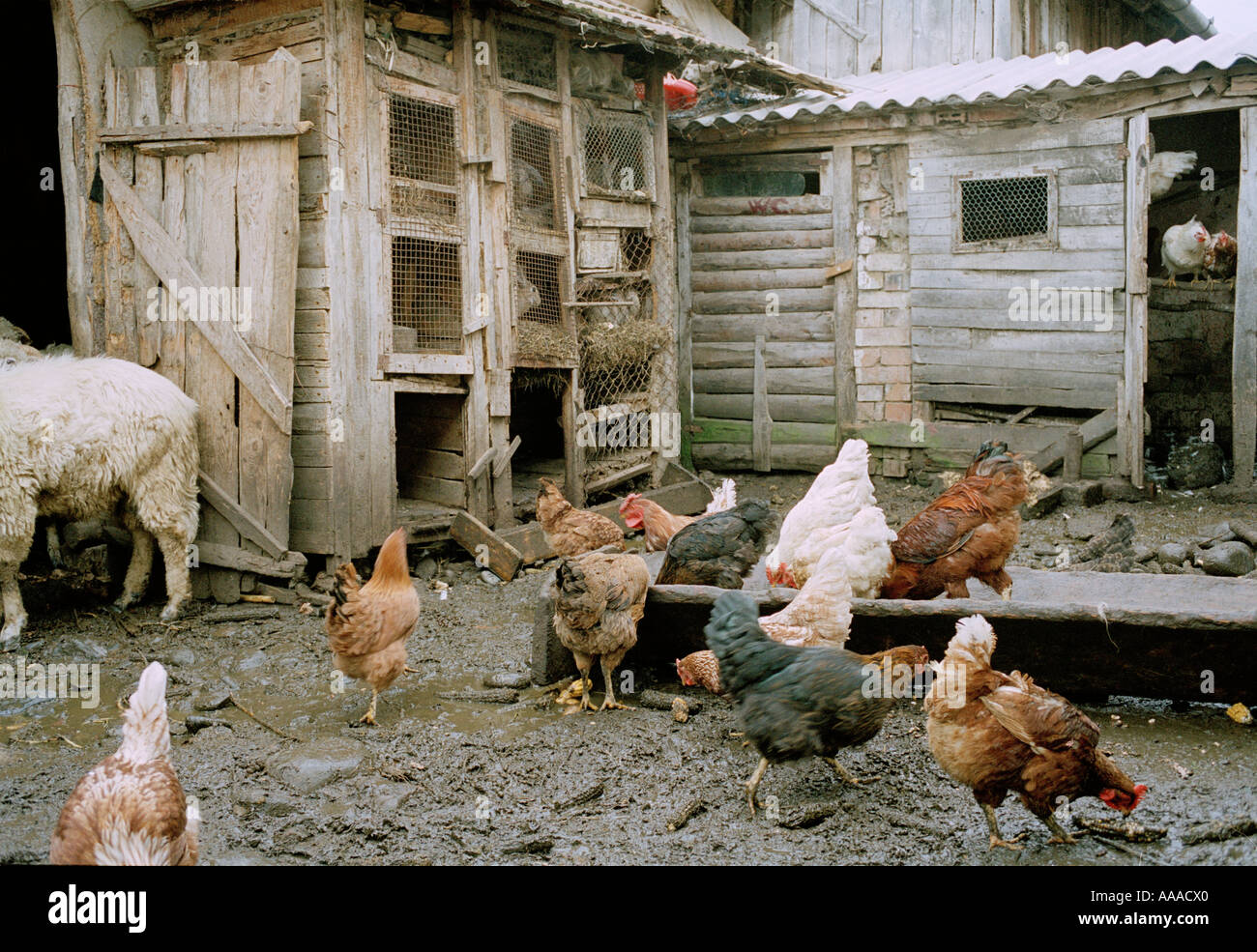 the back yard of a house in rural Romania Stock Photo - Alamy