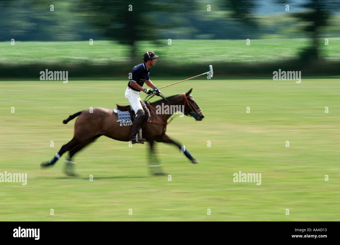 Polo player goes for the ball in full gallop Stock Photo - Alamy