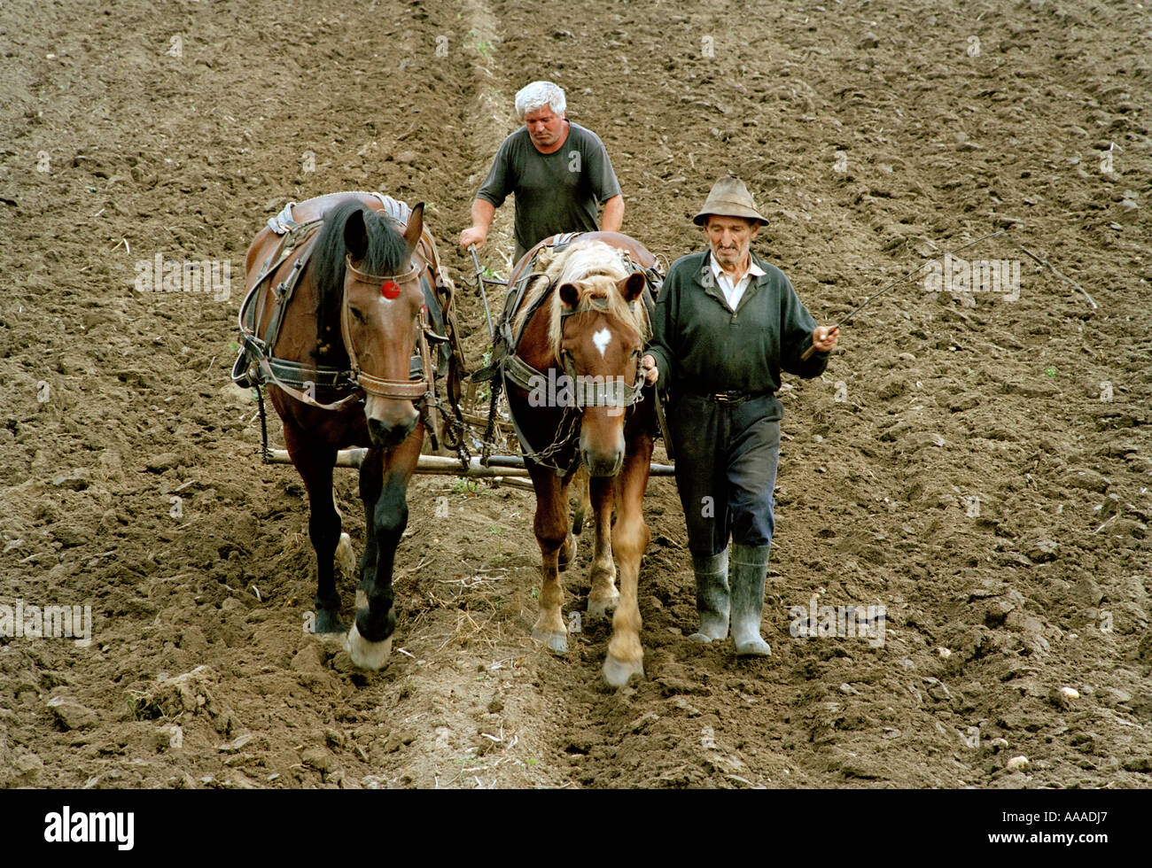 Plough horse farming hi-res stock photography and images - Alamy