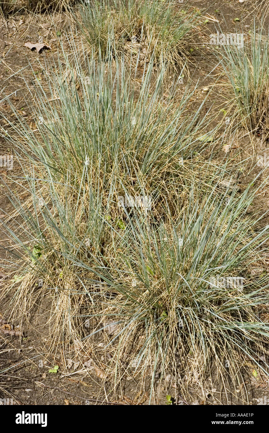 Spring Blue oat grass - Gramineae - Helictotrichon sempervirens Stock ...