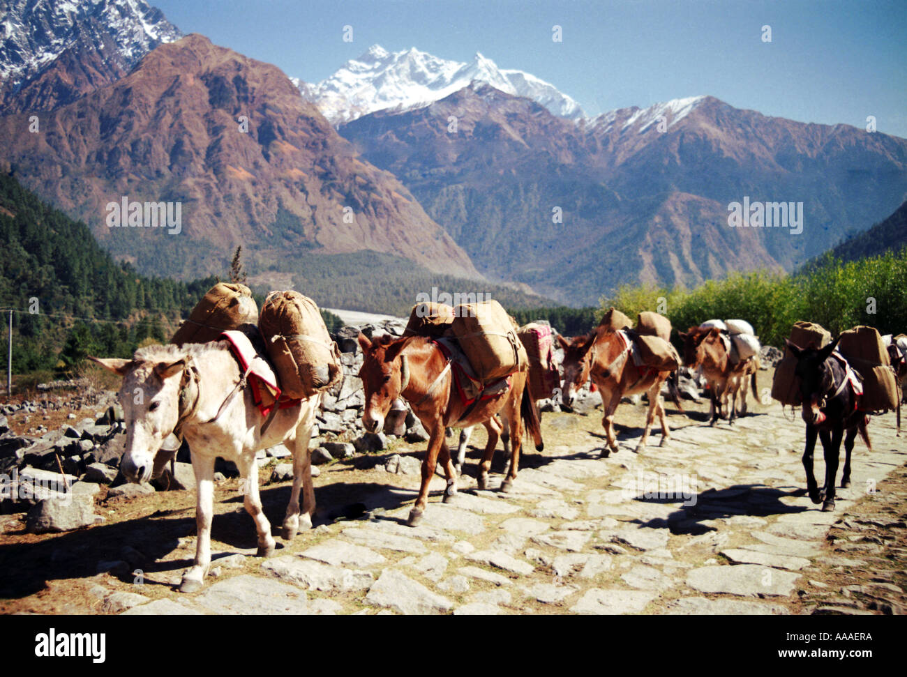 Donkey train hi-res stock photography and images - Alamy