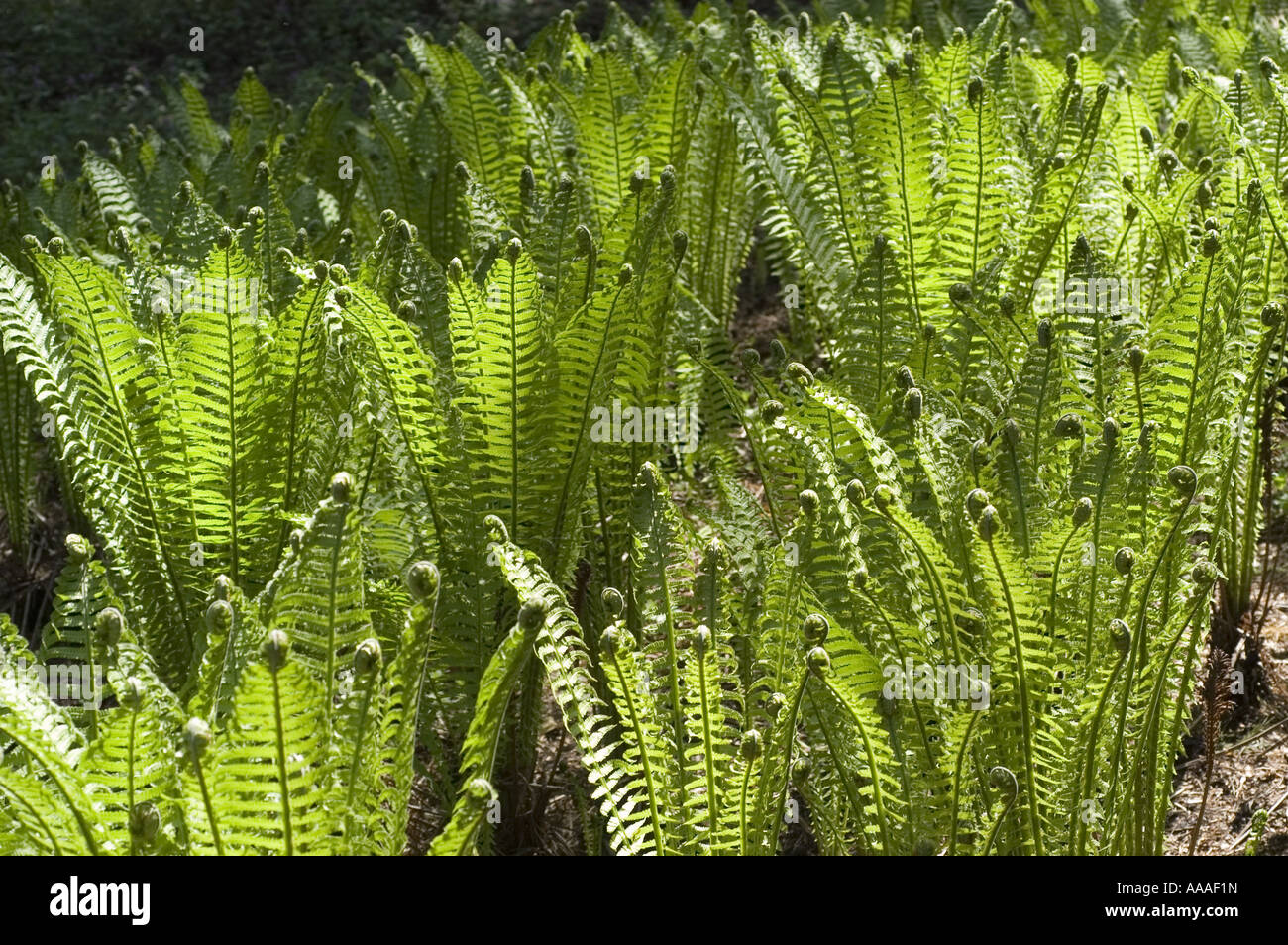 Ostrich fern, Fiddlehead Fern, Garden Fern, Hardy Fern (Matteuccia ...