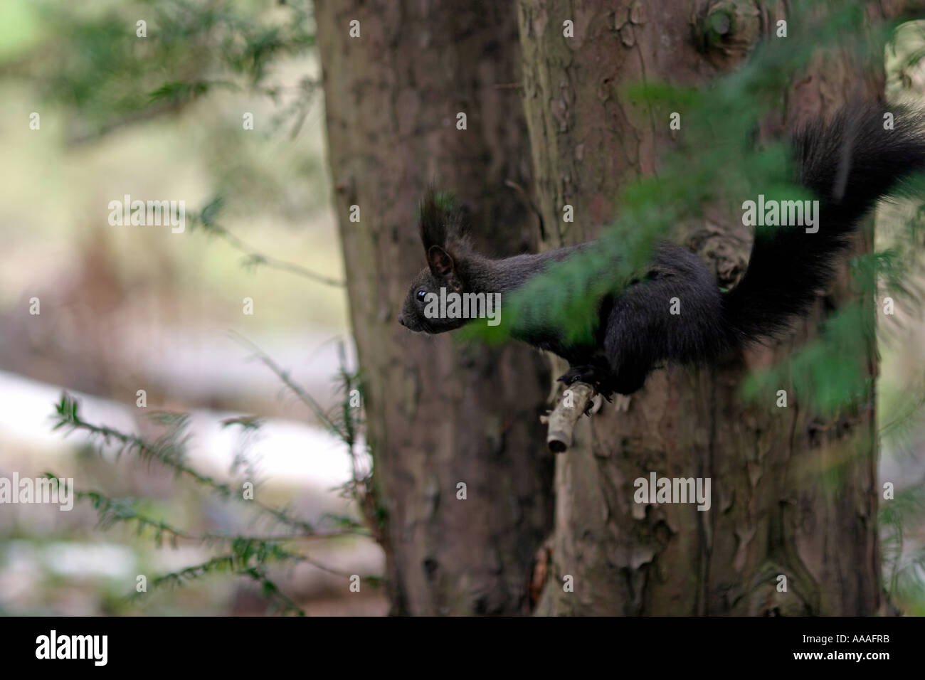 Black Squirrel Europe horizontal landscape Stock Photo - Alamy