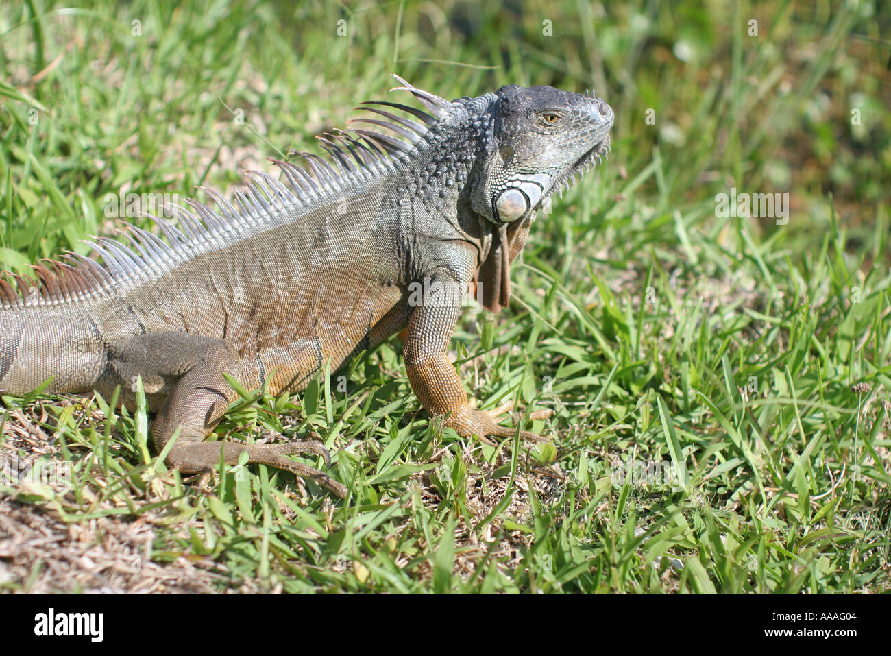 Florida, land iguana, reptile, lizard, grass Stock Photo - Alamy