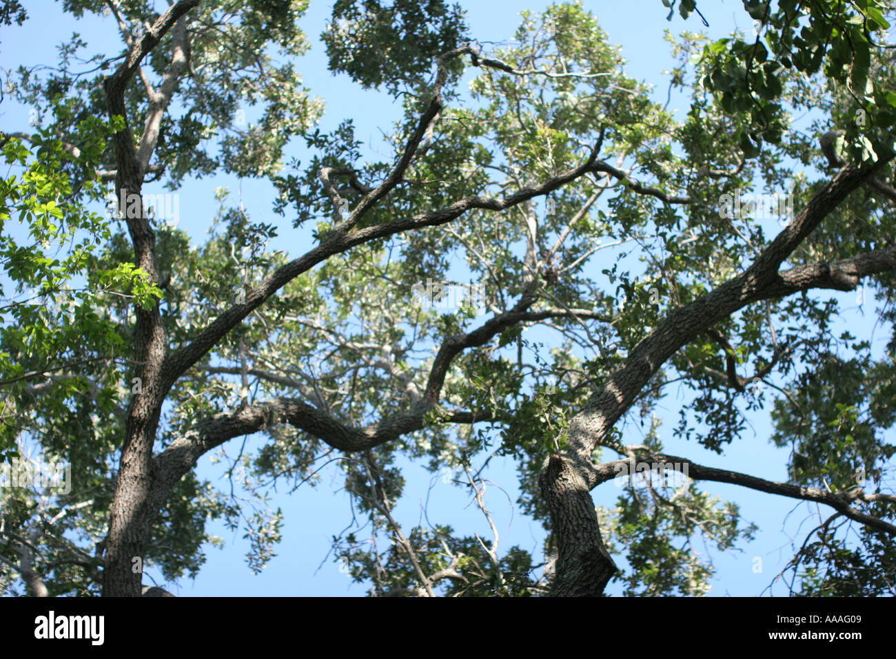 Florida, tropical plant, flora, growing, life, tall tree, branches ...