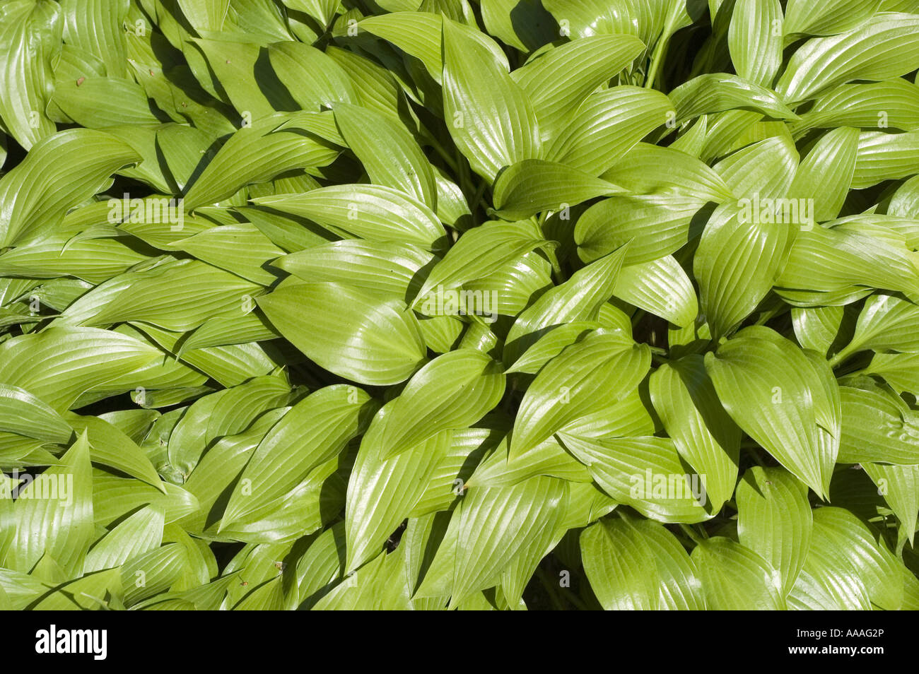 Hosta hosta lancifolia hi-res stock photography and images - Alamy