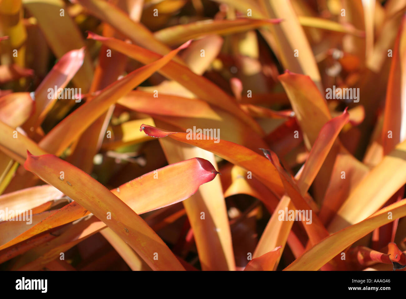 Florida, tropical plant, flora, growing, life, bromeliad Stock Photo ...