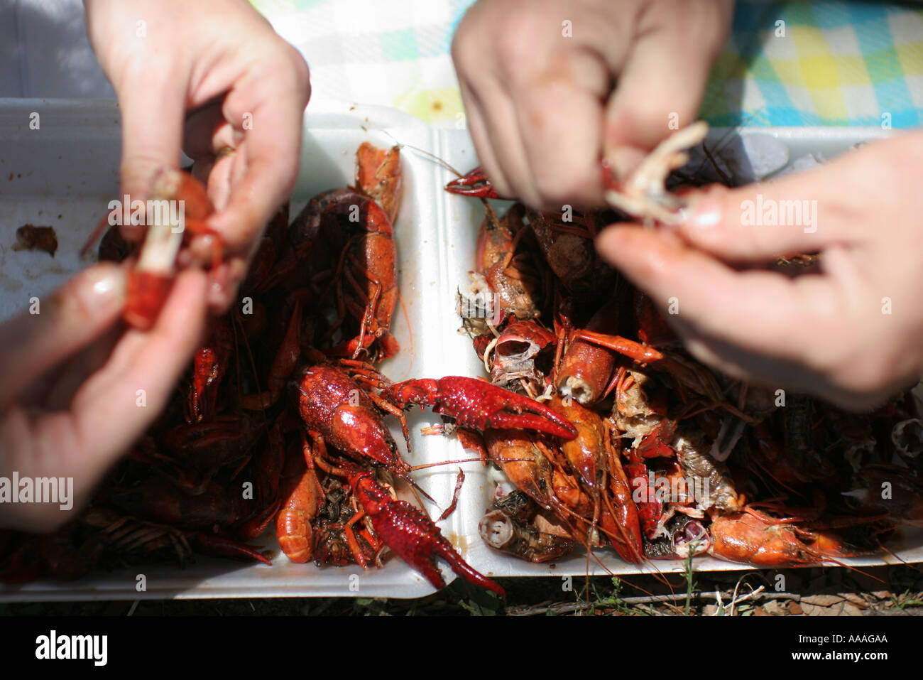 Florida, Zydeco Festival, Cajun food, crawfish, crayfish, crawdaddy ...