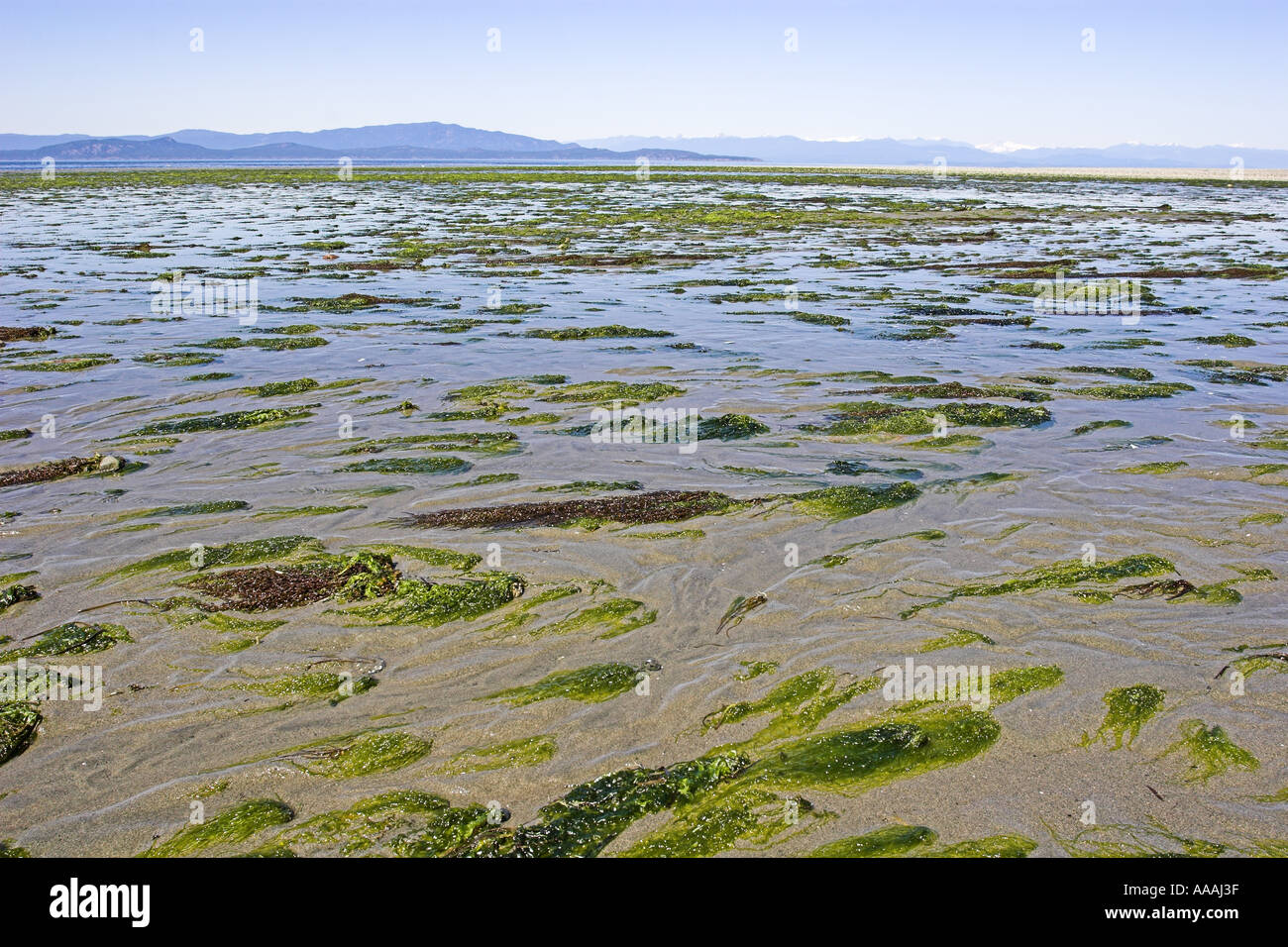 Seaweed on beach at low tide Parksville Vancouver Island British ...