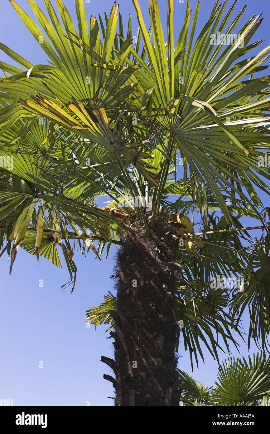 Trachycarpus Palm Tree thrives in Coastal Climate Nanaimo Vancouver ...