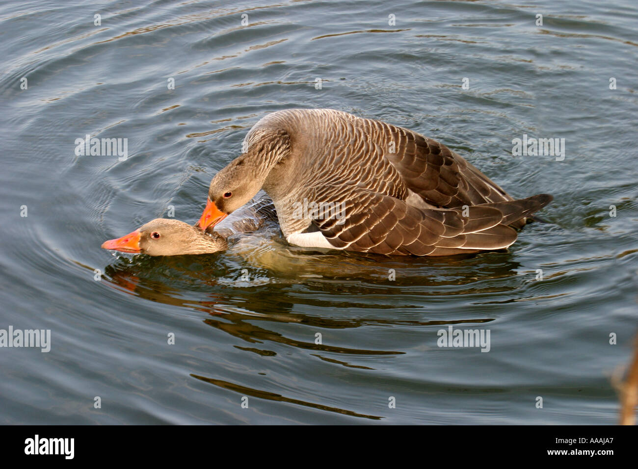 Grauganskopula Greylag Goose mating Stock Photo - Alamy