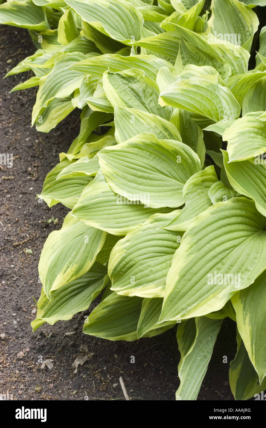 Green leaves of plantain lily, Liliaceae - Hosta crispula, Japan Stock ...
