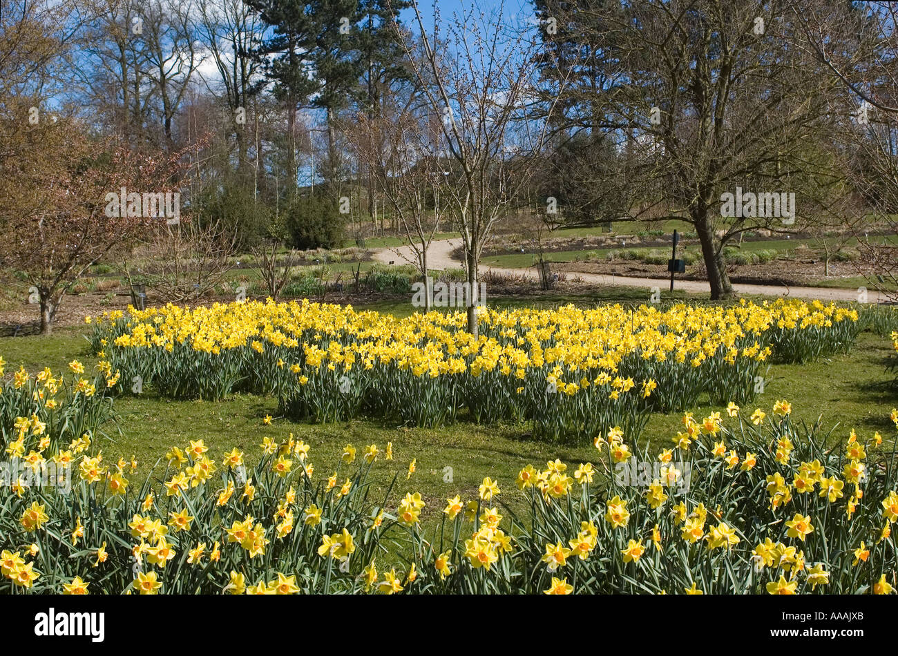 Clumps of golden daffodils in springtime Stock Photo - Alamy
