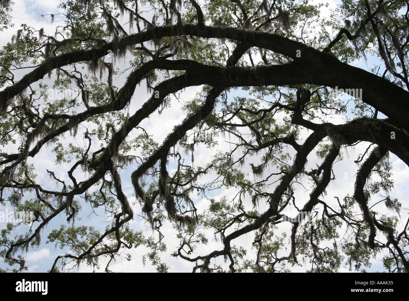 Orlando Florida,live oak tree trees branches,Spanish moss,growing,plant ...