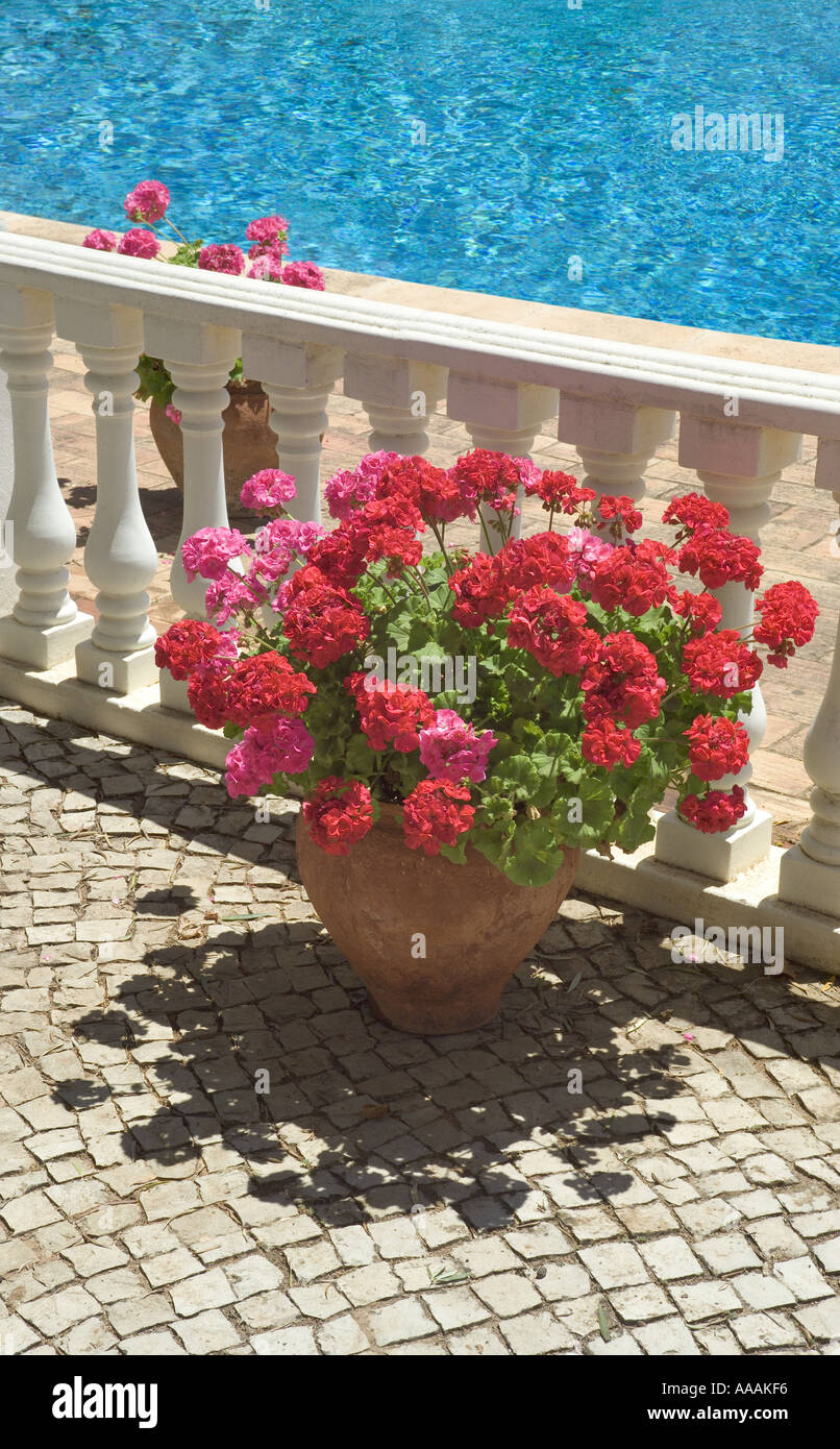Red geraniums in pot hi-res stock photography and images - Alamy