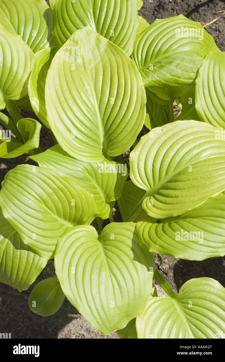 Hosta plant known plantain lily hi-res stock photography and images - Alamy