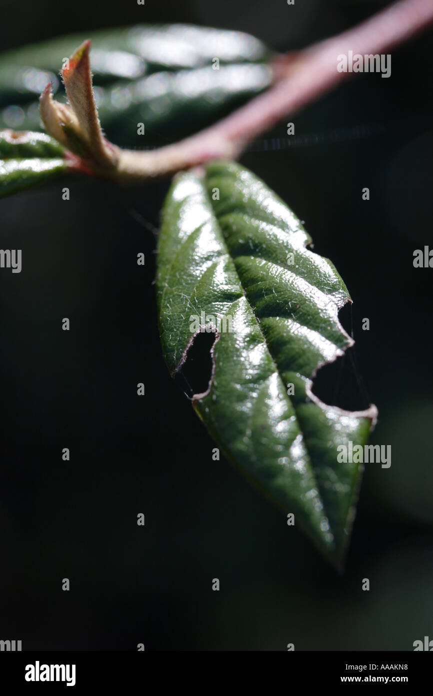 Munched hi-res stock photography and images - Alamy