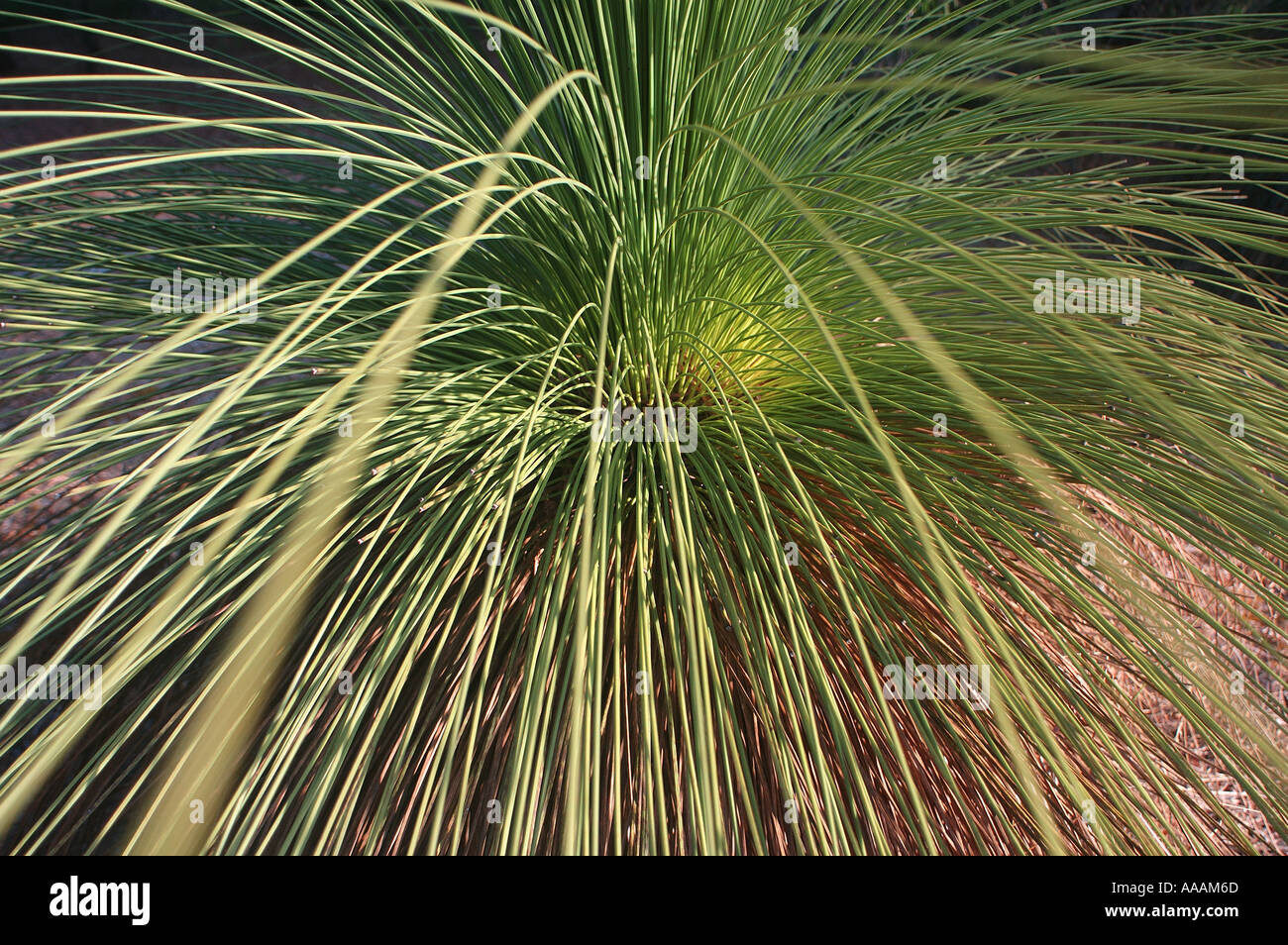 Balga hi-res stock photography and images - Alamy