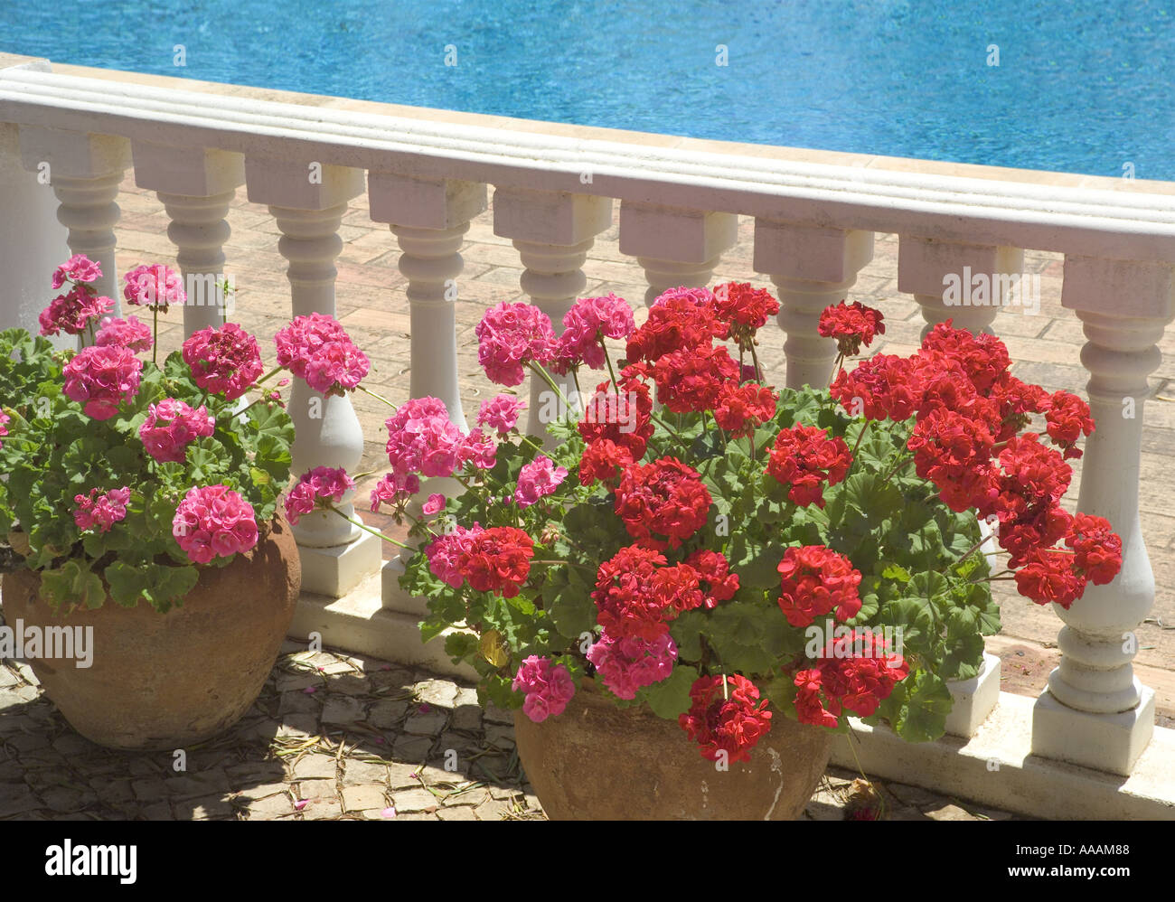 Geraniums in pots hi-res stock photography and images - Alamy