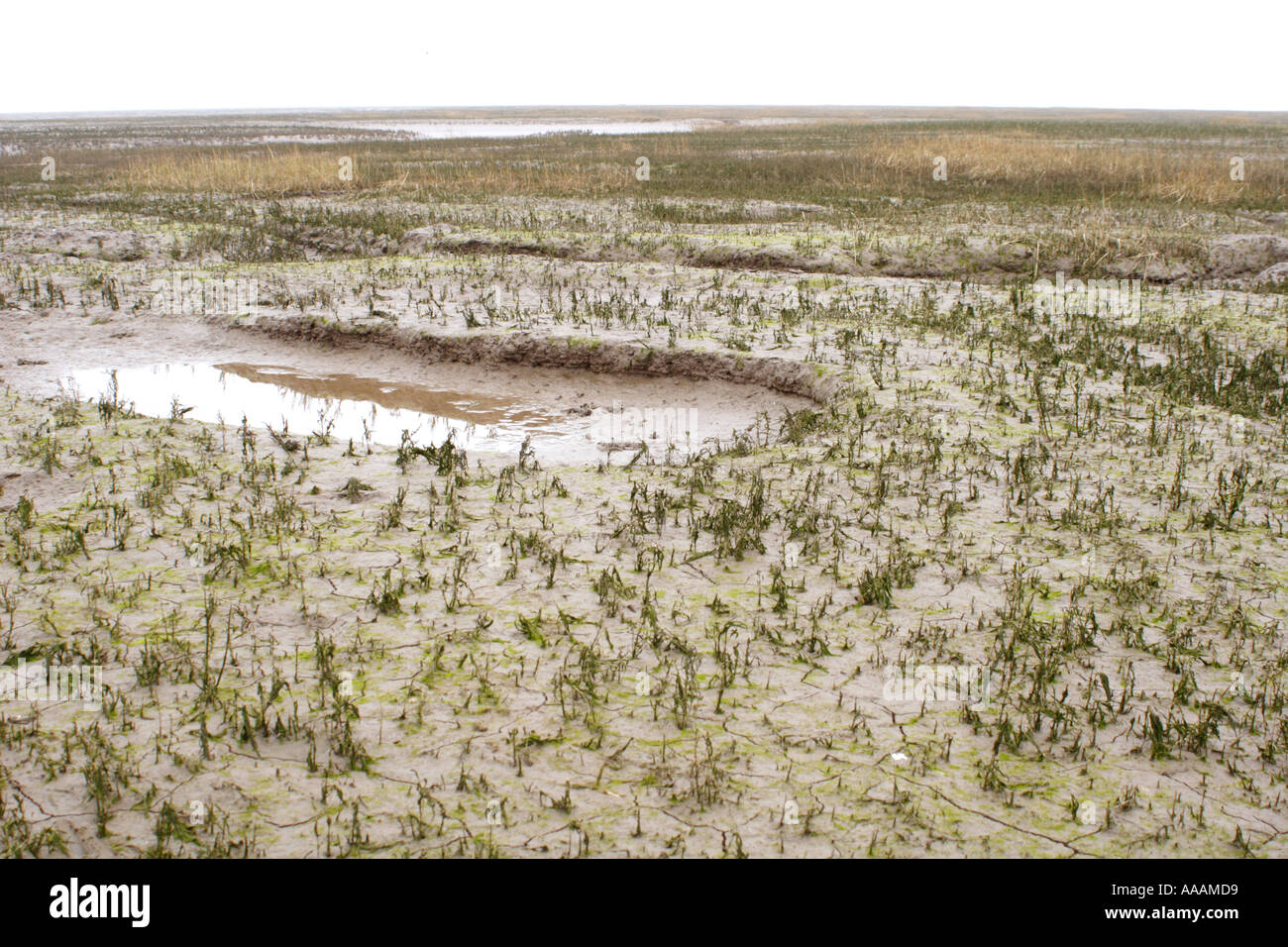 Freiston shore nature reserve hi-res stock photography and images - Alamy