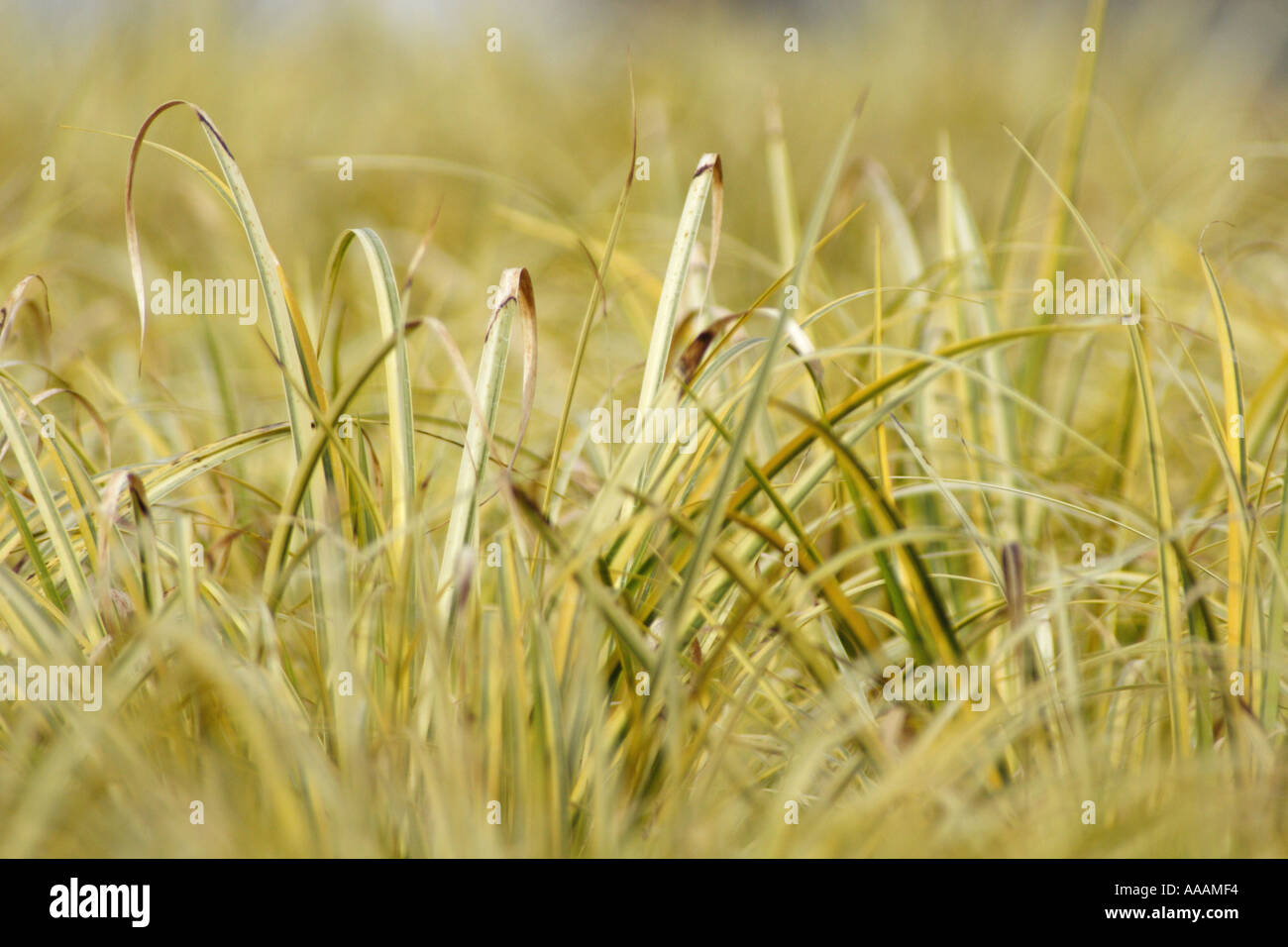 Acorus Ogon (Japanese Rush Stock Photo - Alamy