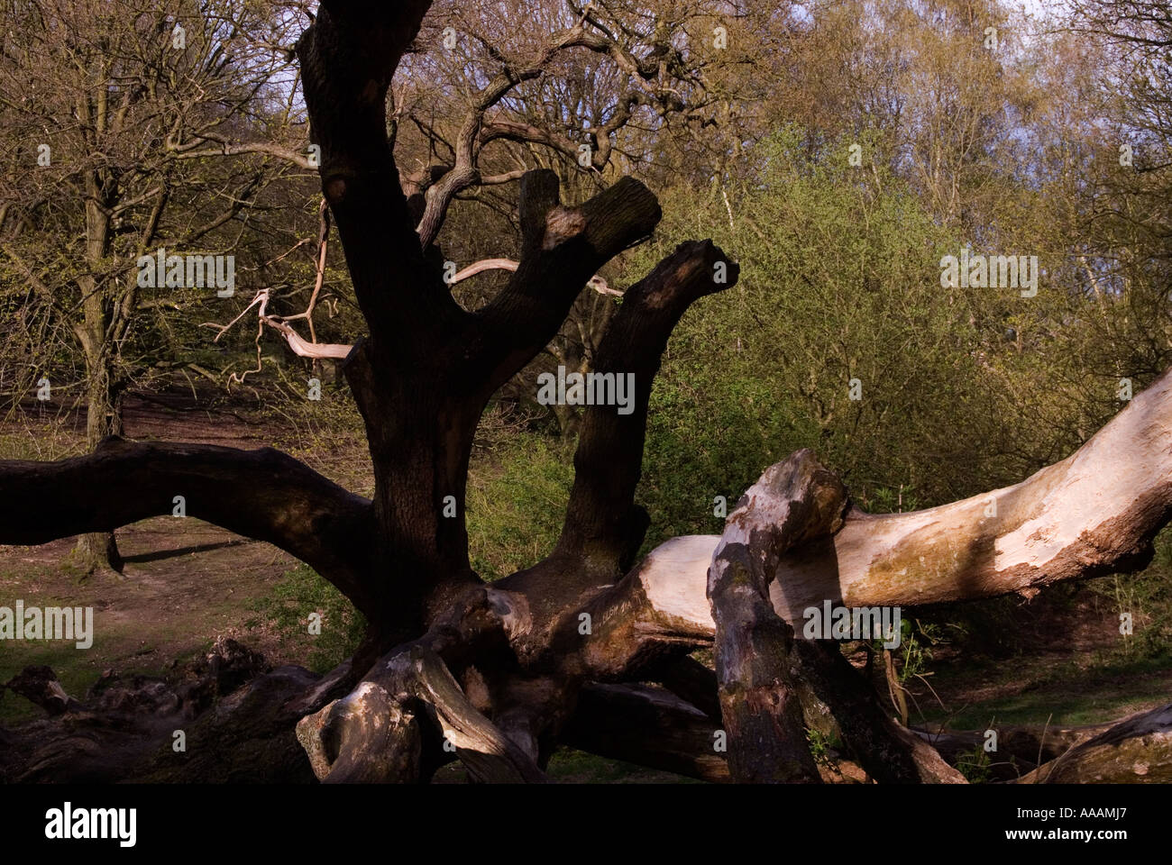 Fallen tree, "Hampstead Heath" London NW3. England. 2006 Stock Photo ...