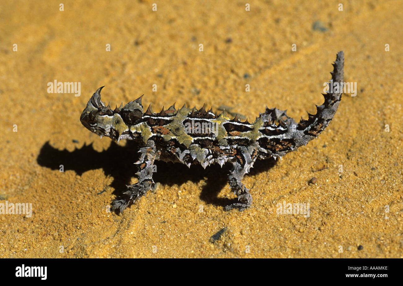 Thorny Devil Western Australia Stock Photo - Alamy