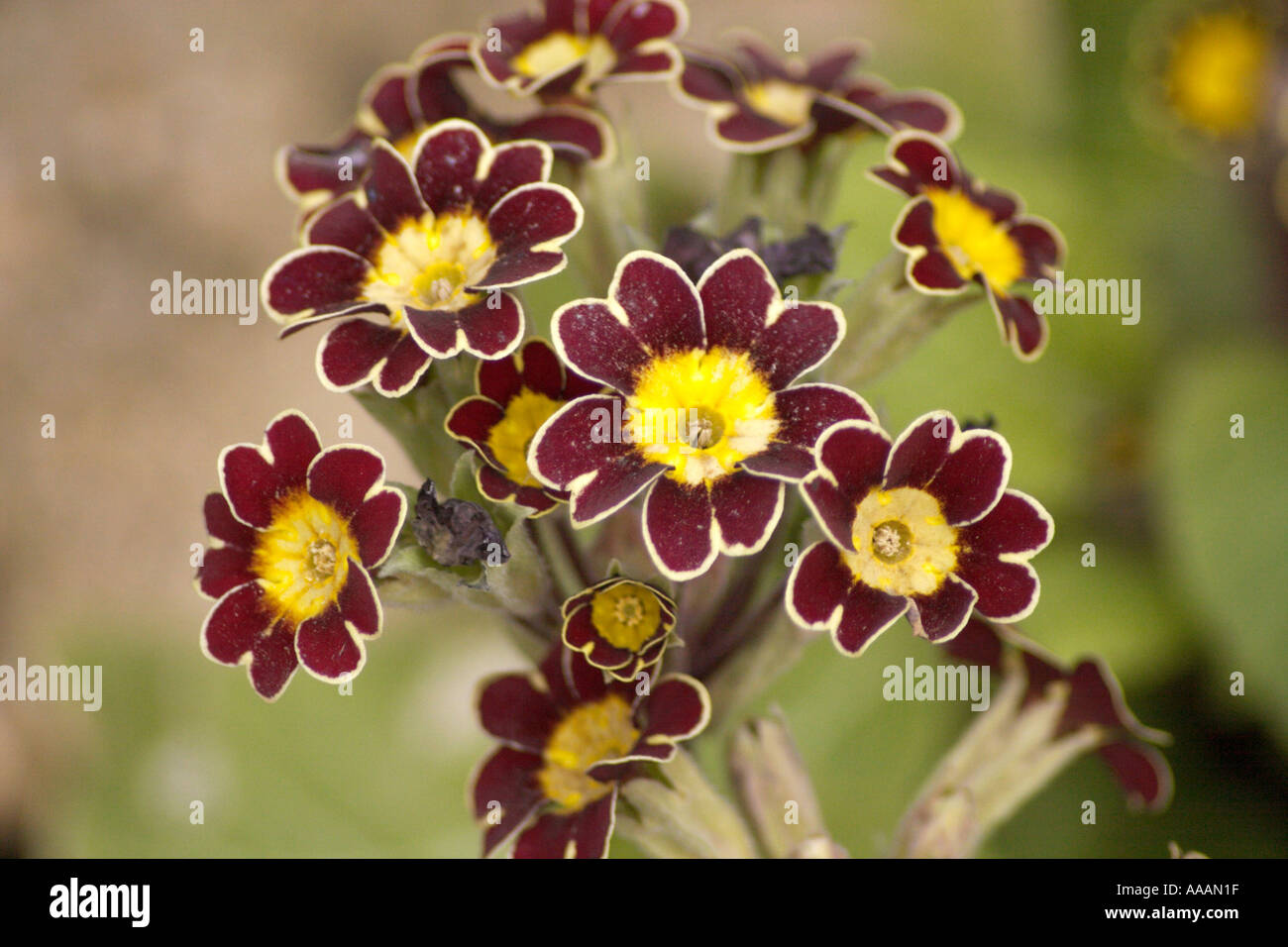 Gold lace primula hi-res stock photography and images - Alamy